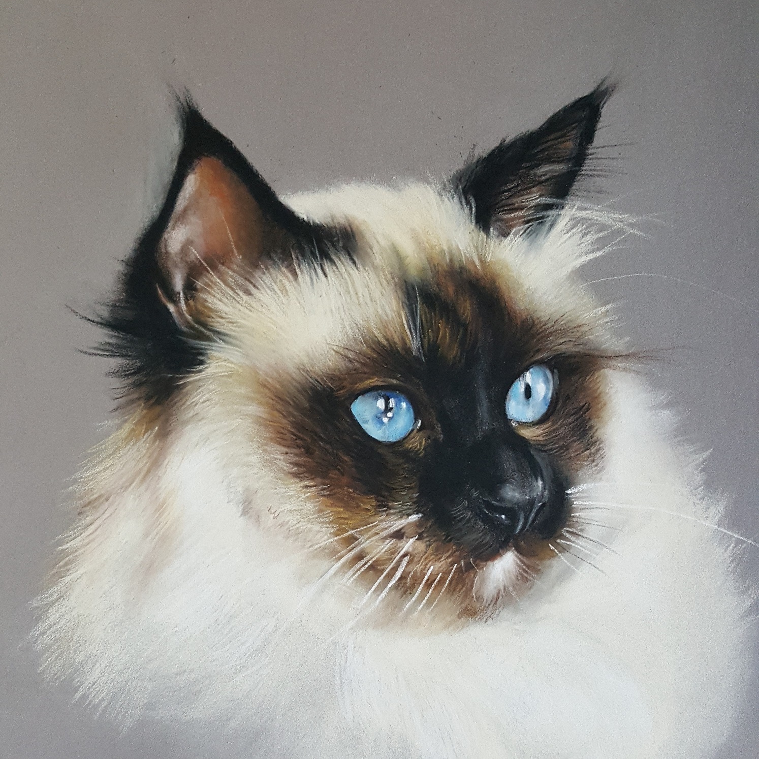 Sophie Meyer - Artiste pastelliste | Société des Pastellistes de France